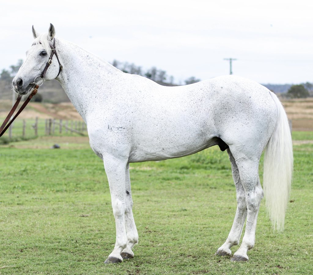 Stallions – Jaylyn Downs ASH Stud